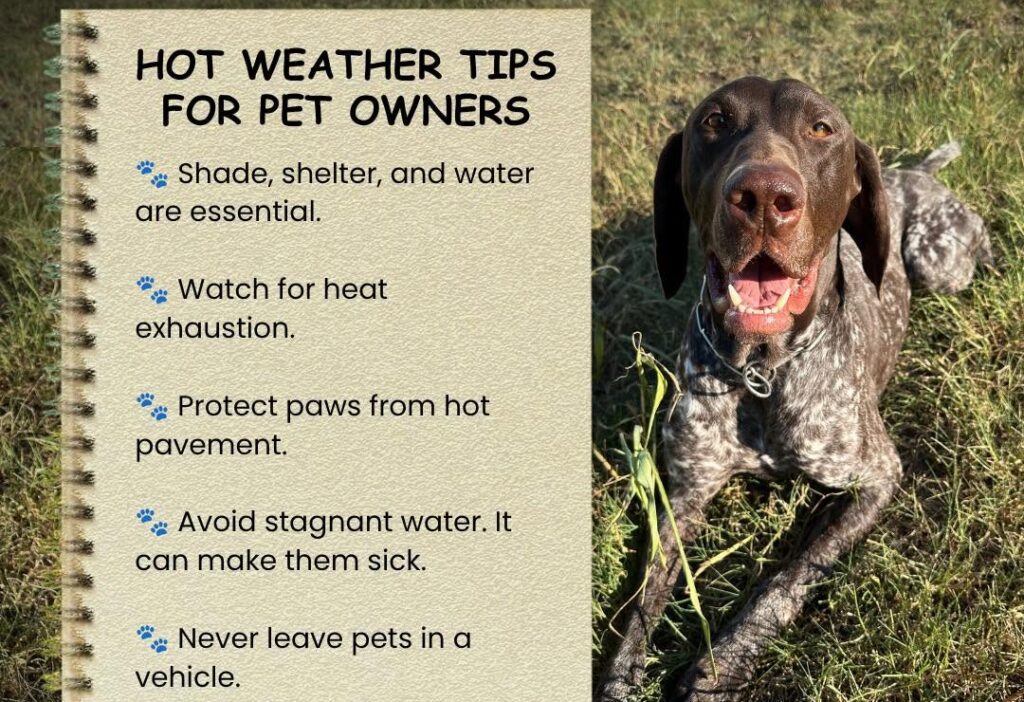 Cherokee County Sheriff's Office Shares Summer Safety Tips for Pets ...
