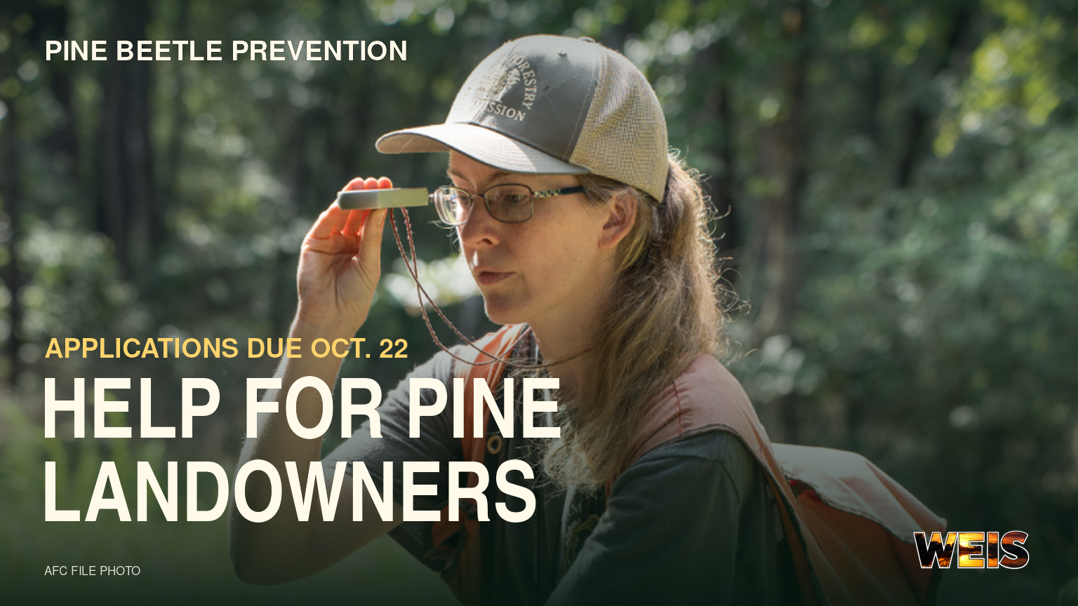 Thursday Deadline Nears for Alabama Pine Beetle Prevention Assistance ...
